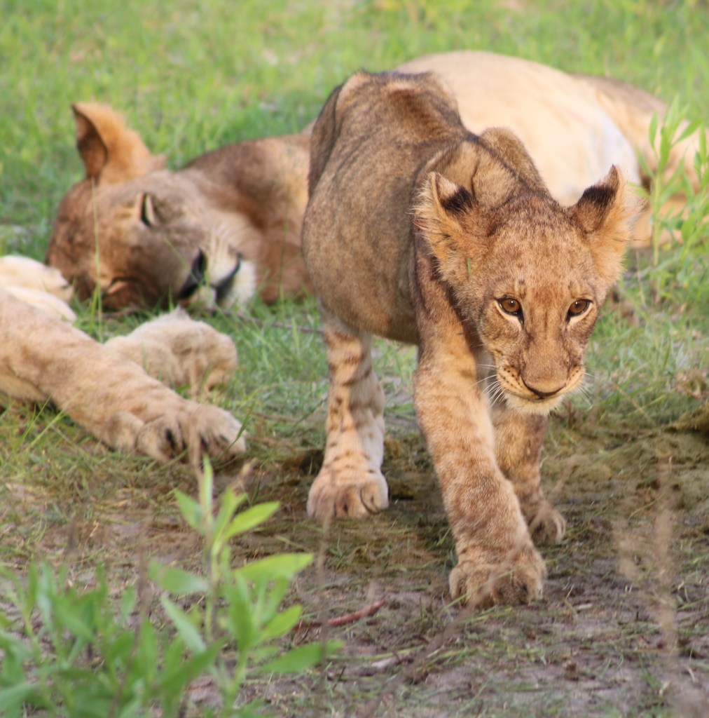 Namibia Botswana - Sabine & Rene von Reth